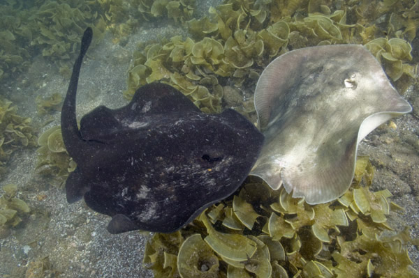Images of sharks and rays mating and courtship pictures